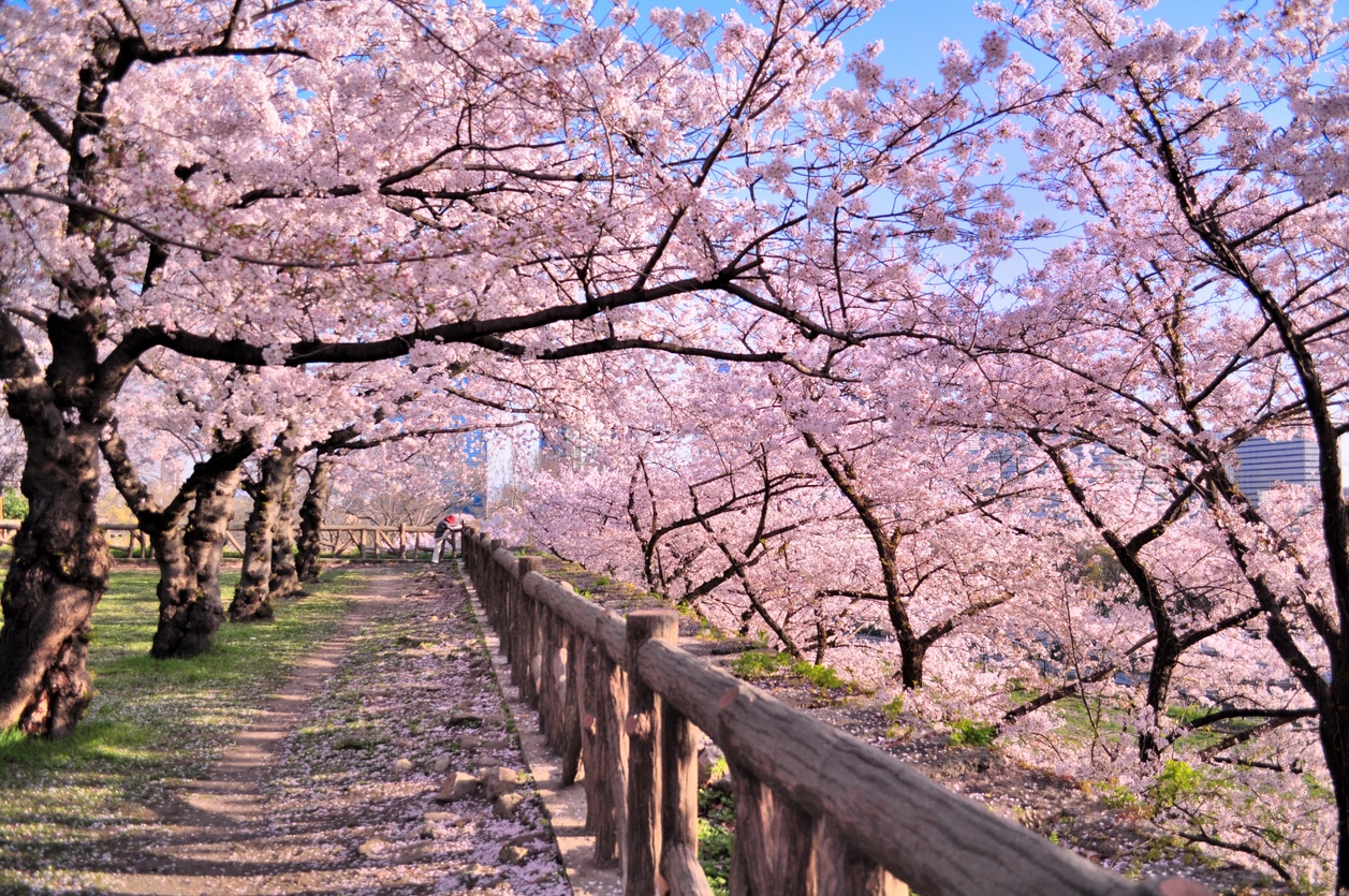 Three Unique Experiences To Enjoy Cherry Blossoms This Year! - STAR 99.1