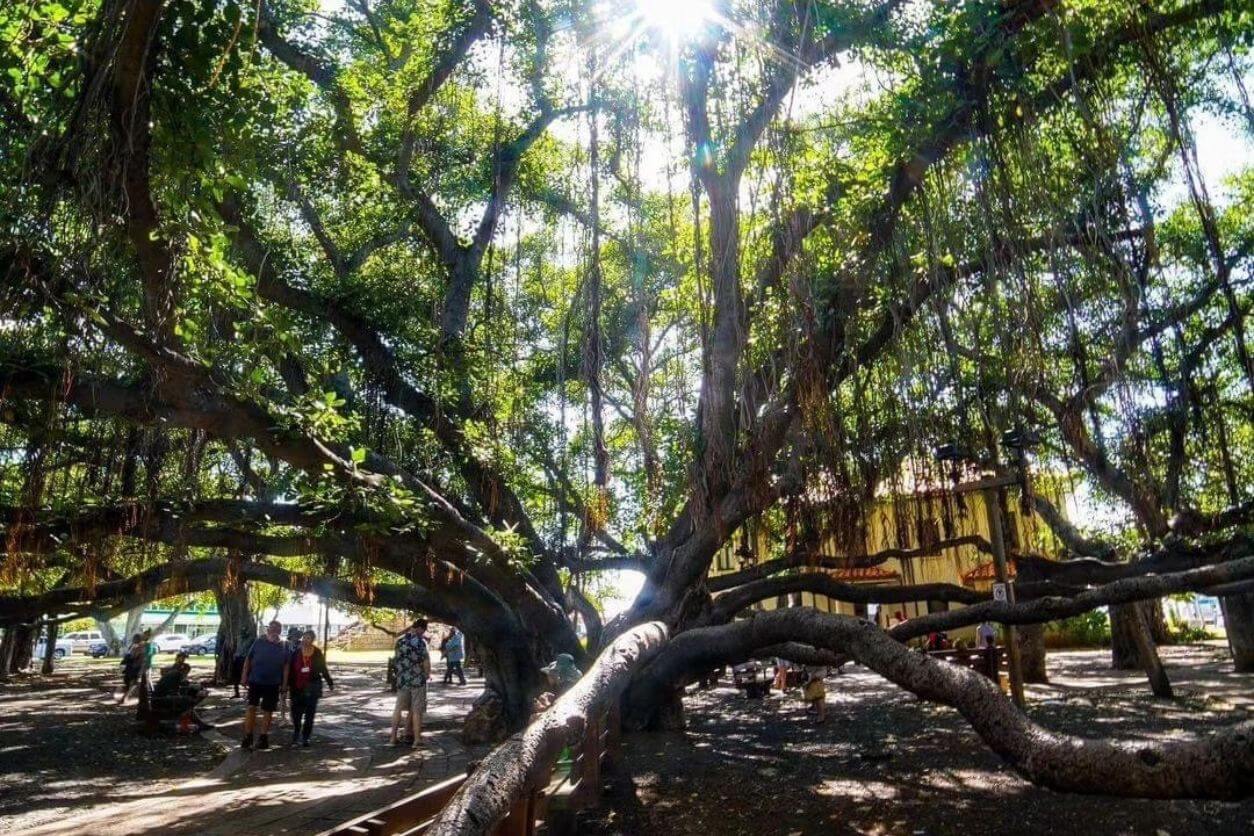 Pray for Maui: The Banyan Tree A Symbol of Hope Amid Destruction - STAR ...